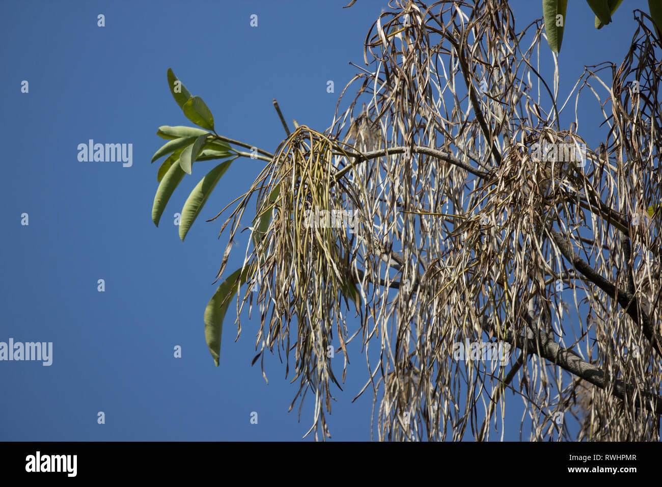 Brown Pods of Blackboard Tree or Devil Tree Stock Photo - Alamy