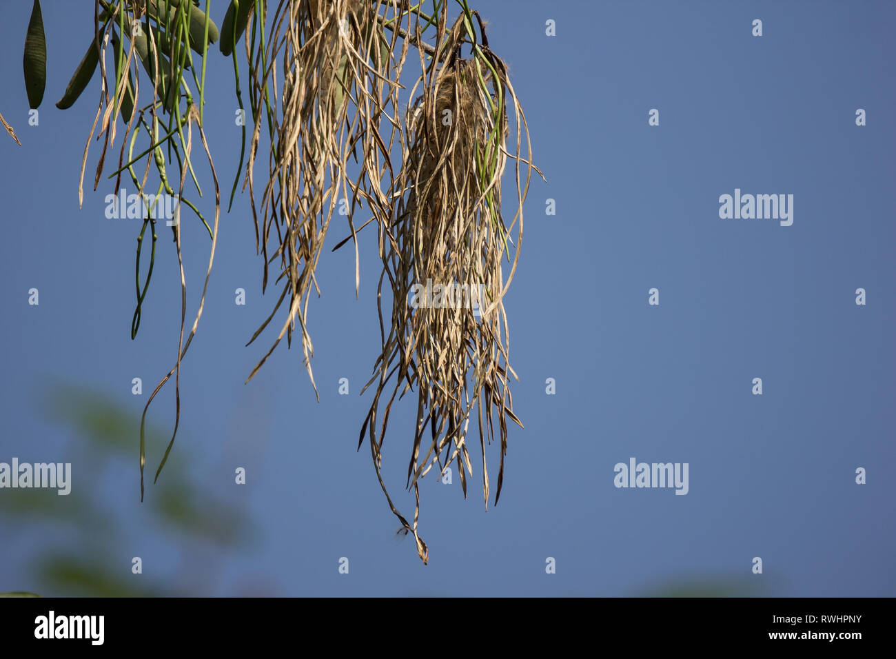 Brown Pods of Blackboard Tree or Devil Tree Stock Photo - Alamy
