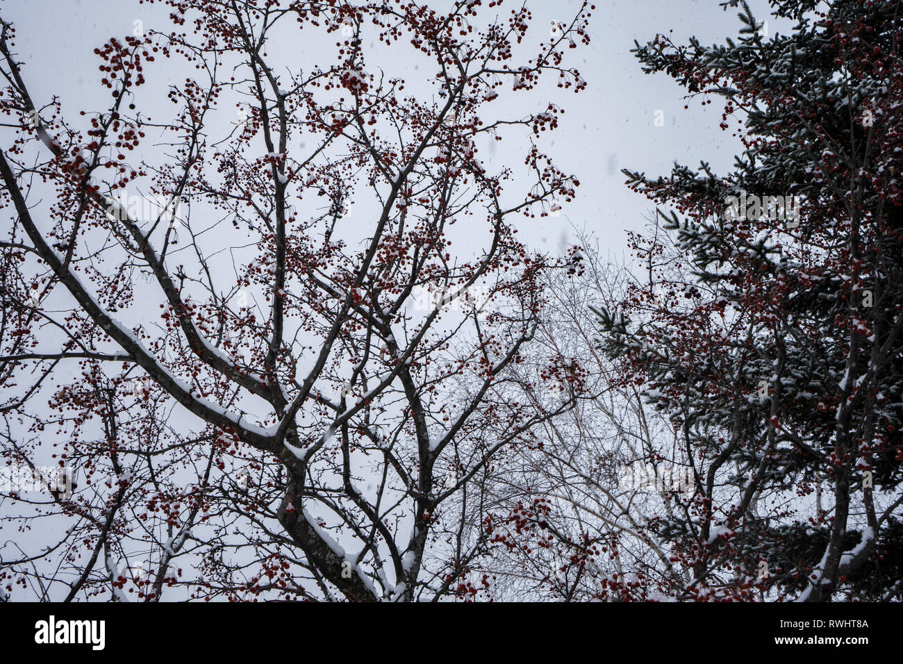 Winter scene from Canada Stock Photo - Alamy