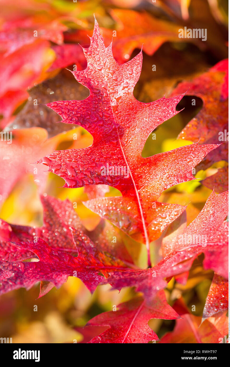 Swamp red oak hi-res stock photography and images - Alamy