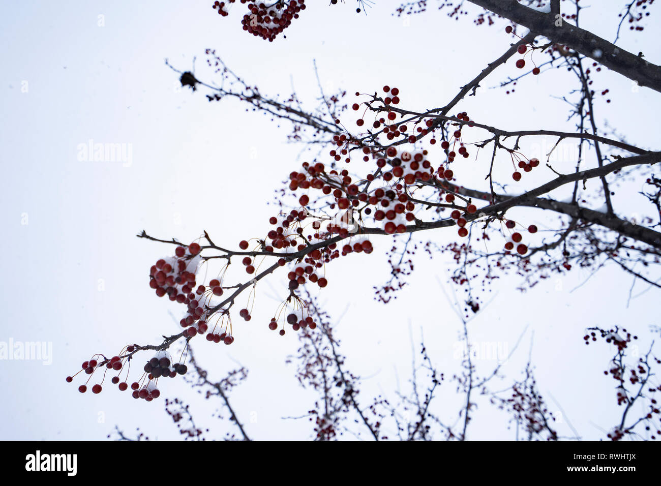 Winter scene from Canada Stock Photo - Alamy