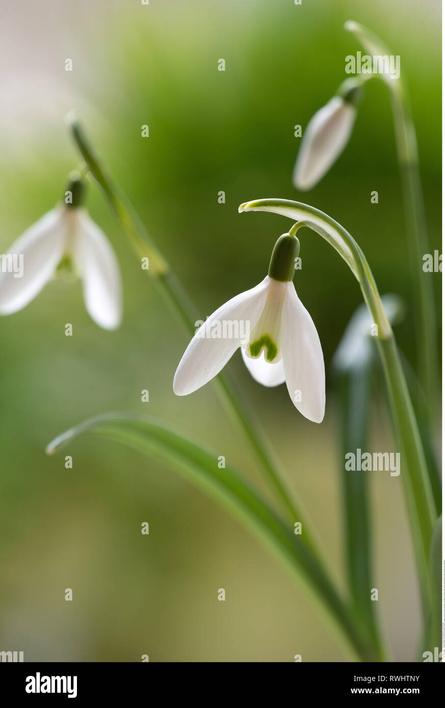 botany, snowdrop blossoms, Caution! For Greetingcard-Use / Postcard-Use ...