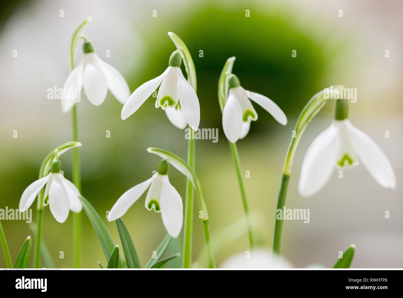 botany, snowdrop blossoms, Caution! For Greetingcard-Use / Postcard-Use ...