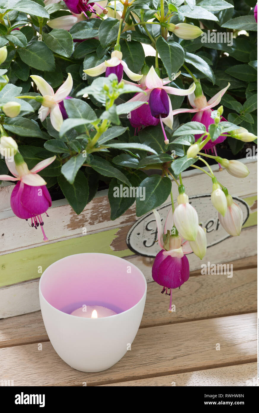 Fuchsia hybride hi-res stock photography and images - Alamy