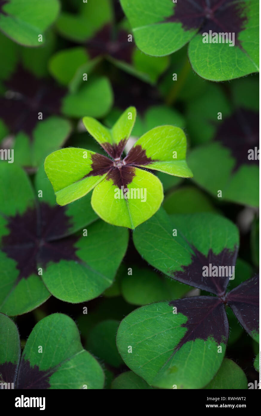 German clover hi-res stock photography and images - Alamy