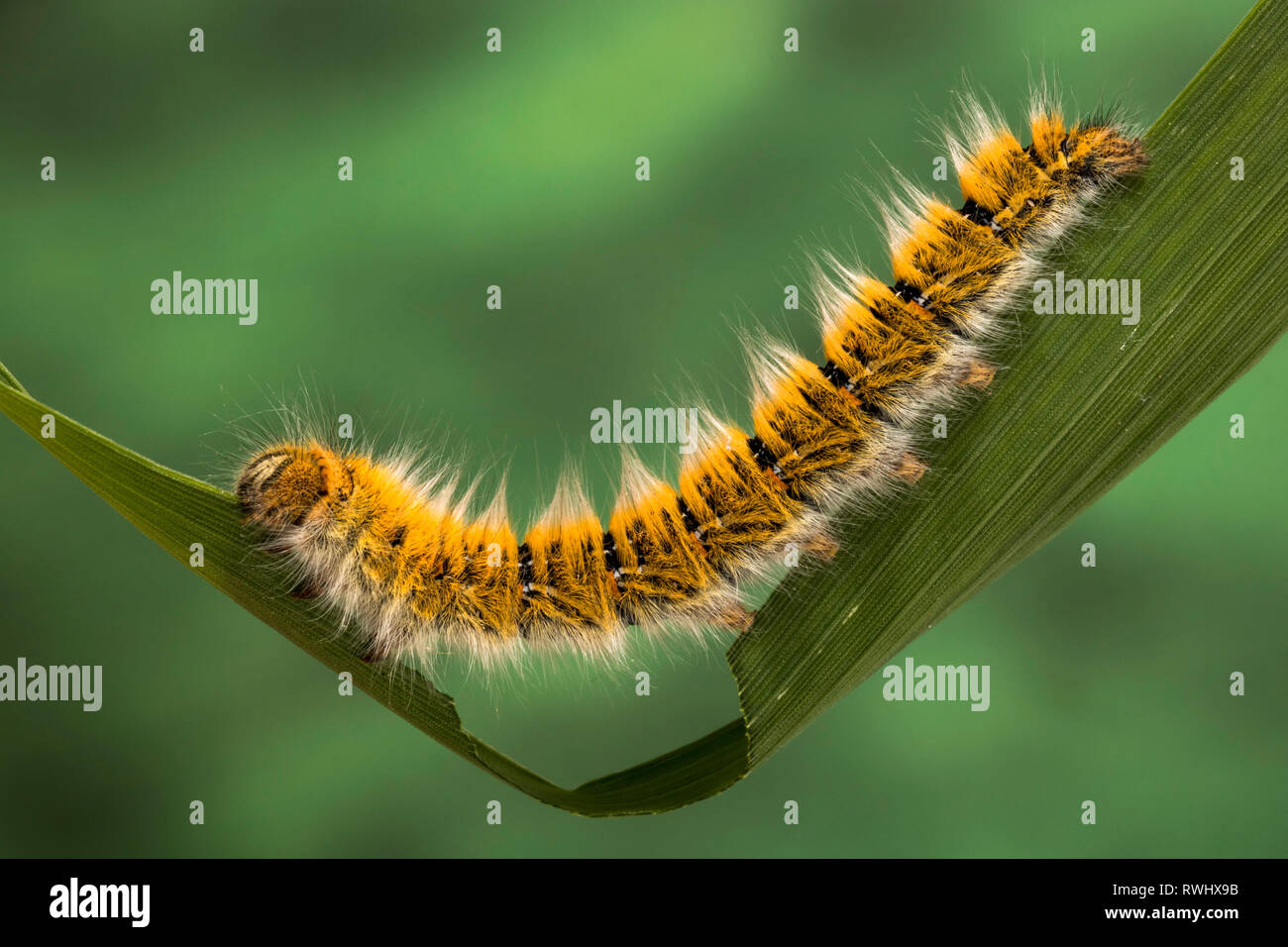 Oak eggar moth caterpillar hi-res stock photography and images - Alamy