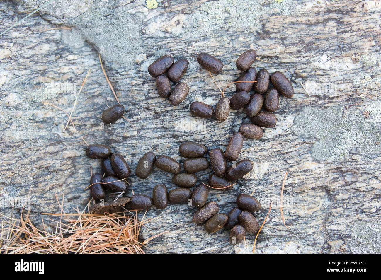 Animal droppings hi-res stock photography and images - Alamy