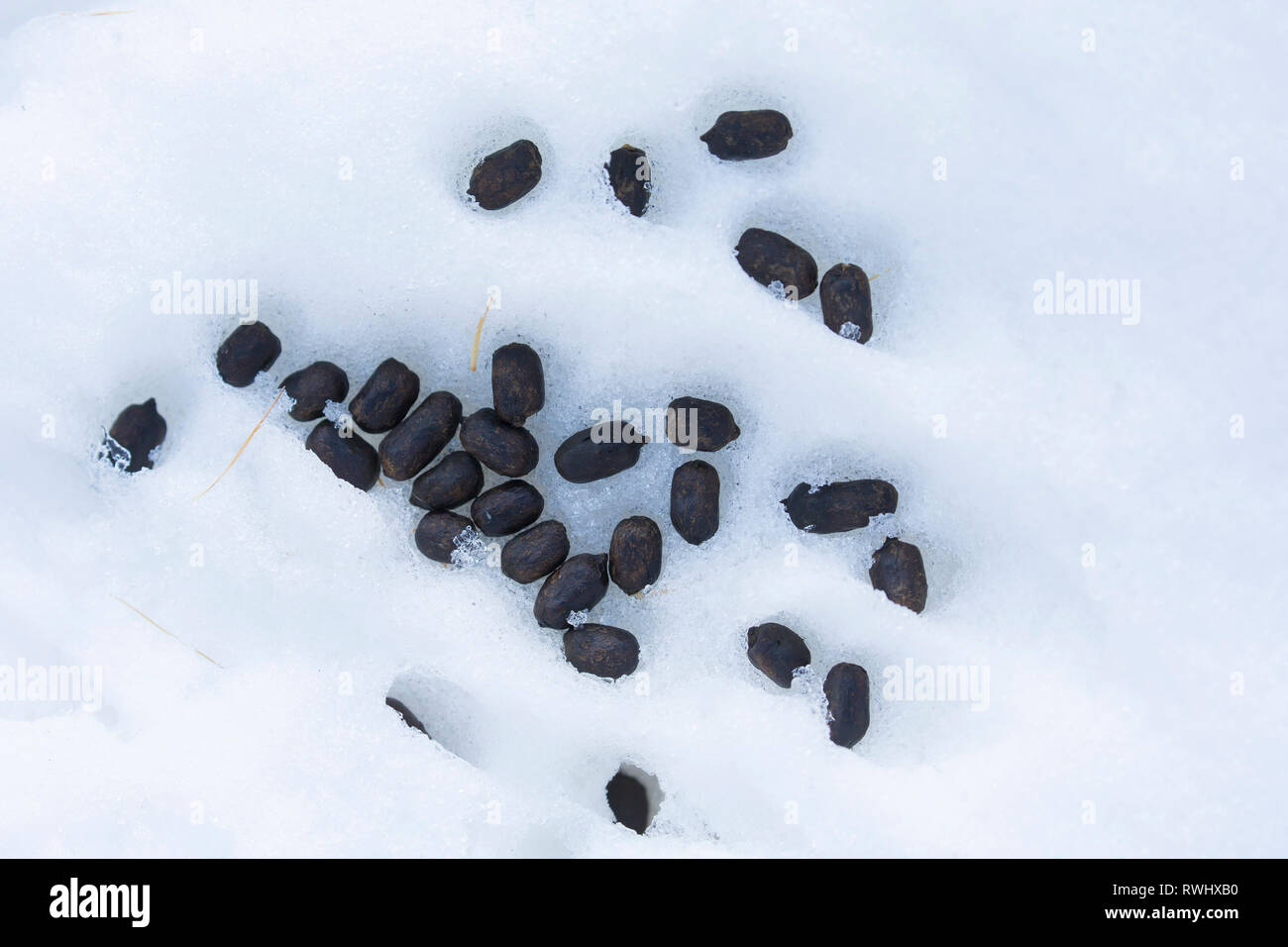 Animal droppings hi-res stock photography and images - Alamy
