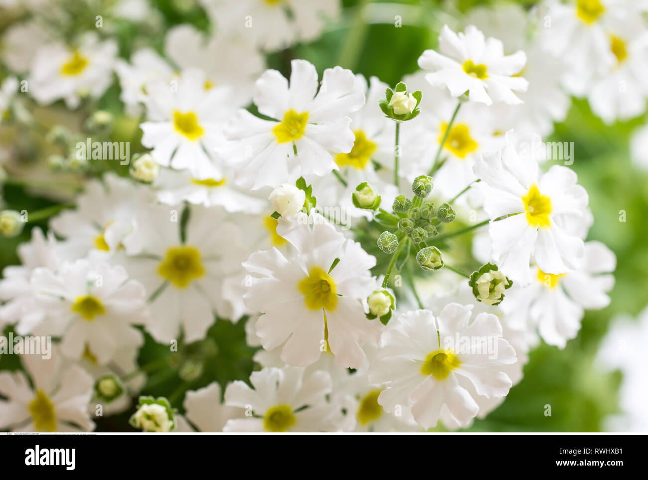 Primula malacoides hi-res stock photography and images - Alamy