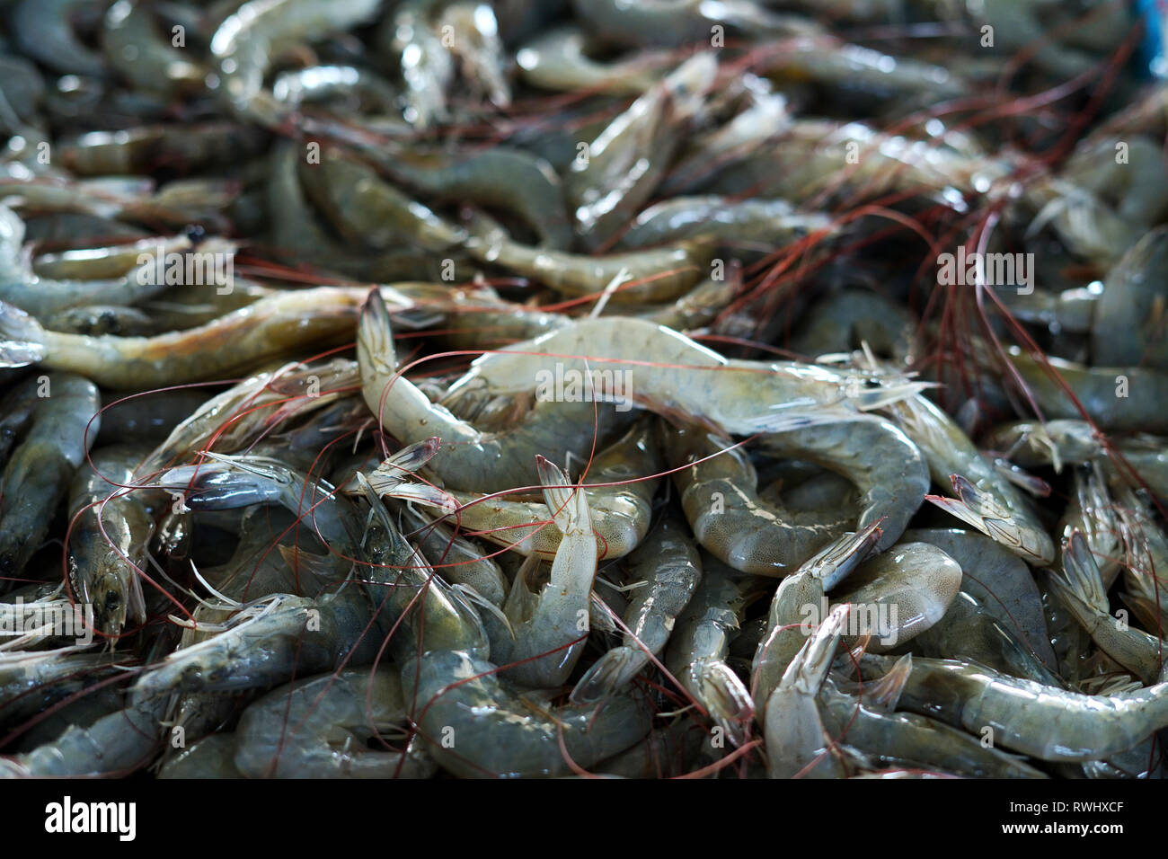 Shrimp indonesia pond hi-res stock photography and images - Alamy