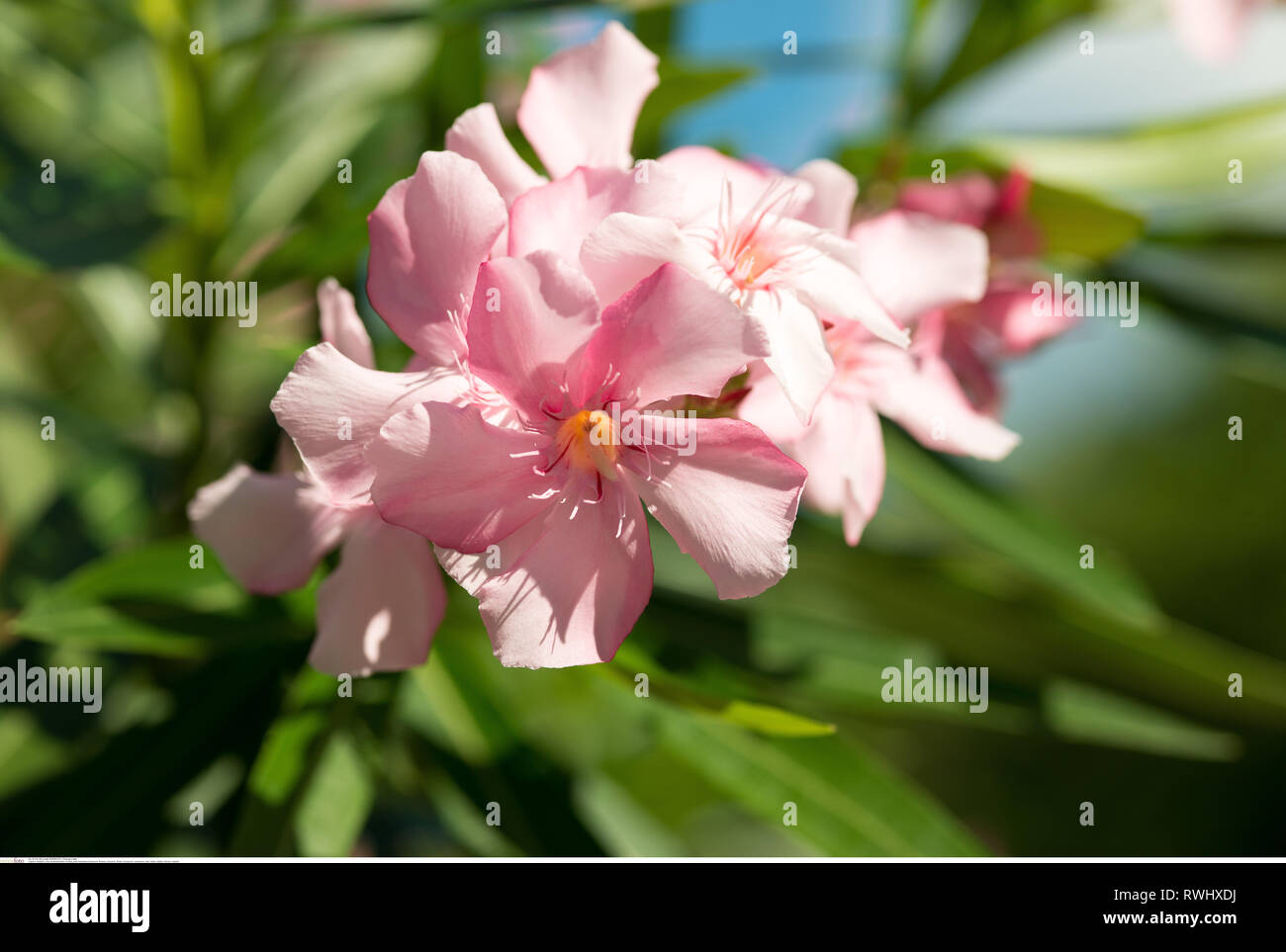 Oleanders hi-res stock photography and images - Alamy