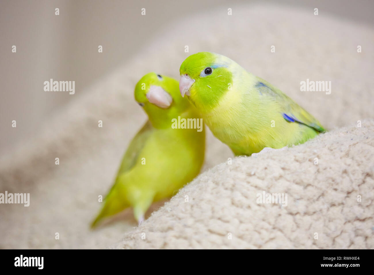 Male And Female Parakeets Stock Photos & Male And Female Parakeets ...