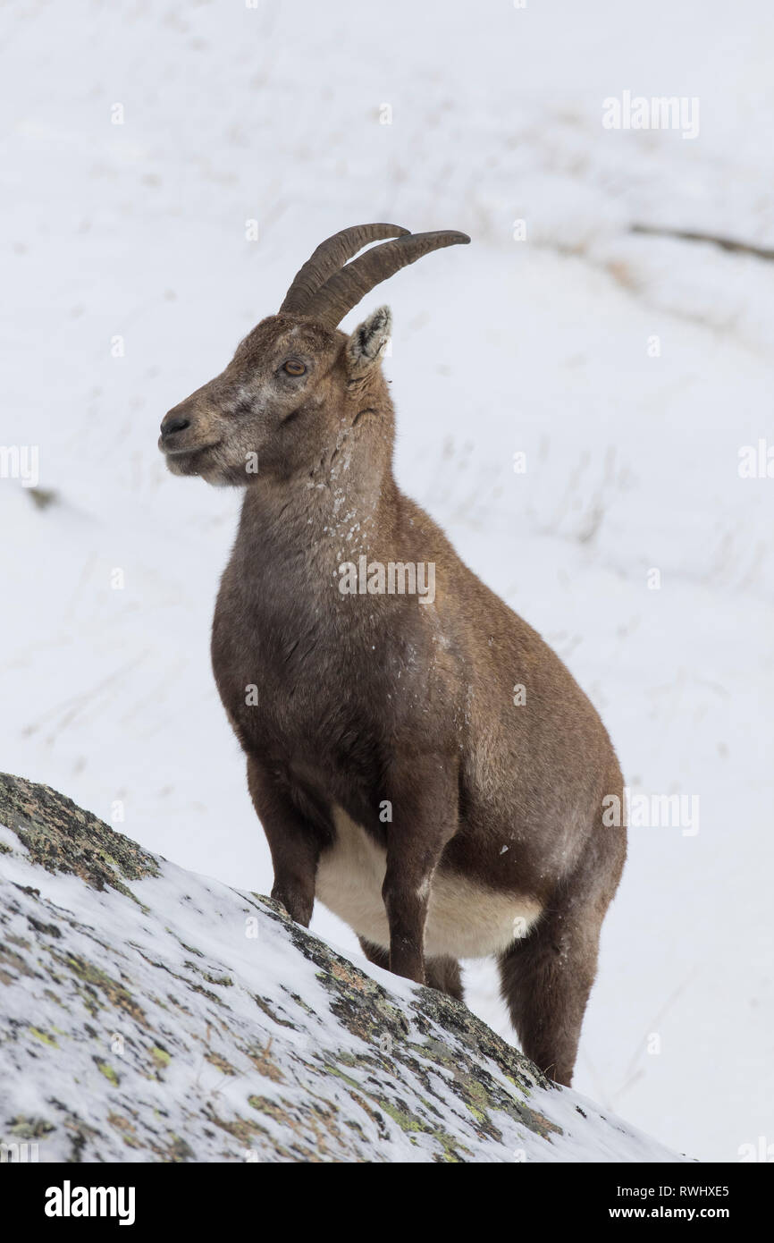 Cliff ibex hi-res stock photography and images - Alamy
