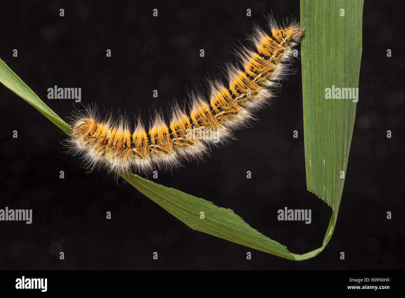 Oak eggar moth caterpillar hi-res stock photography and images - Alamy