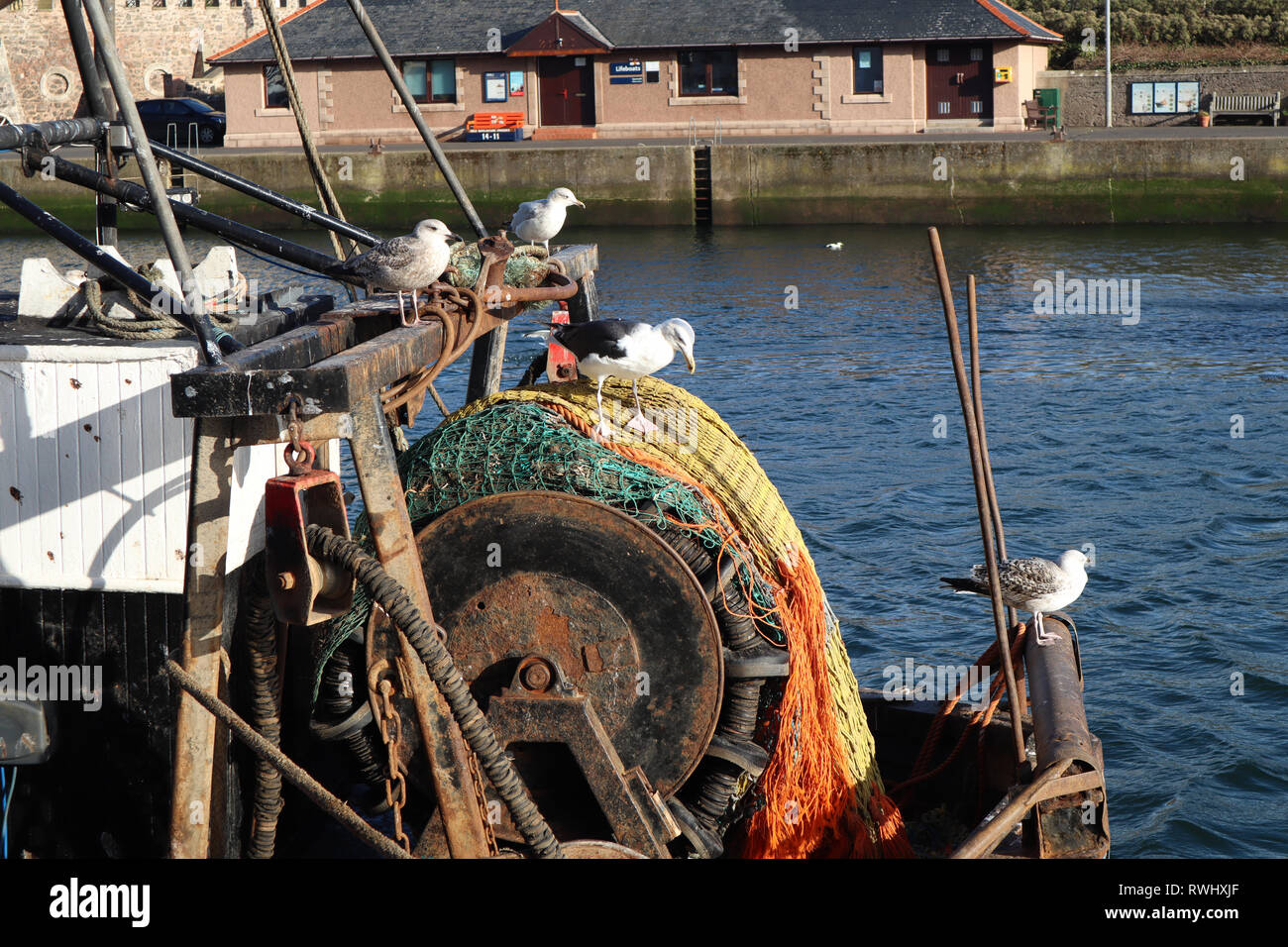 Scottish seagulls hi-res stock photography and images - Alamy