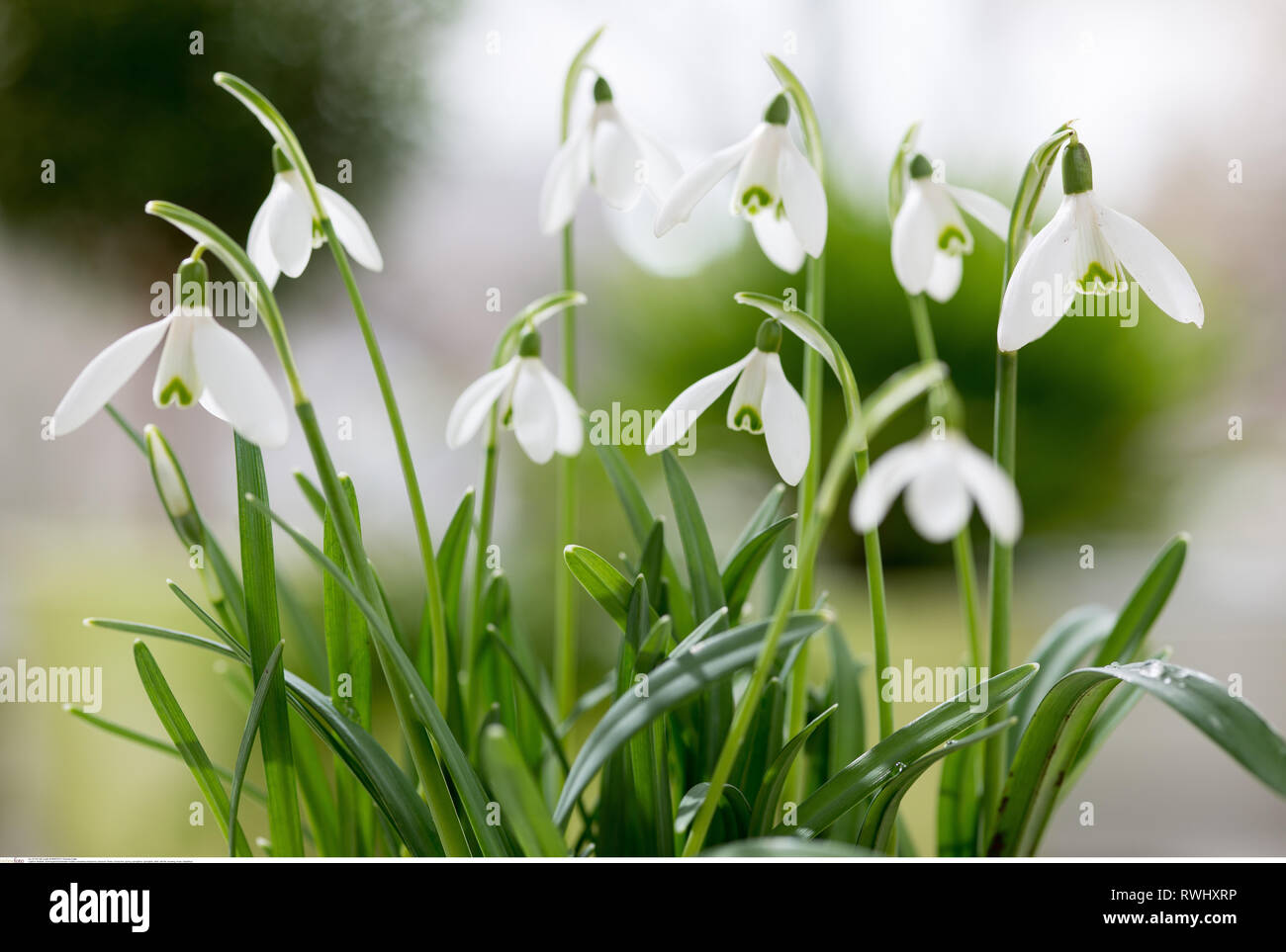 botany, snowdrop blossoms, Caution! For Greetingcard-Use / Postcard-Use ...