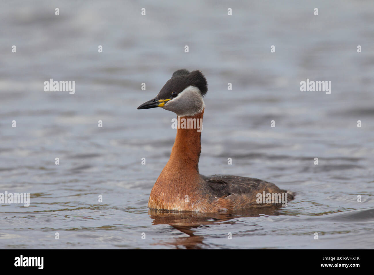Red-necked Grebe (Podiceps grisegena). Adult on water. Germany Stock ...