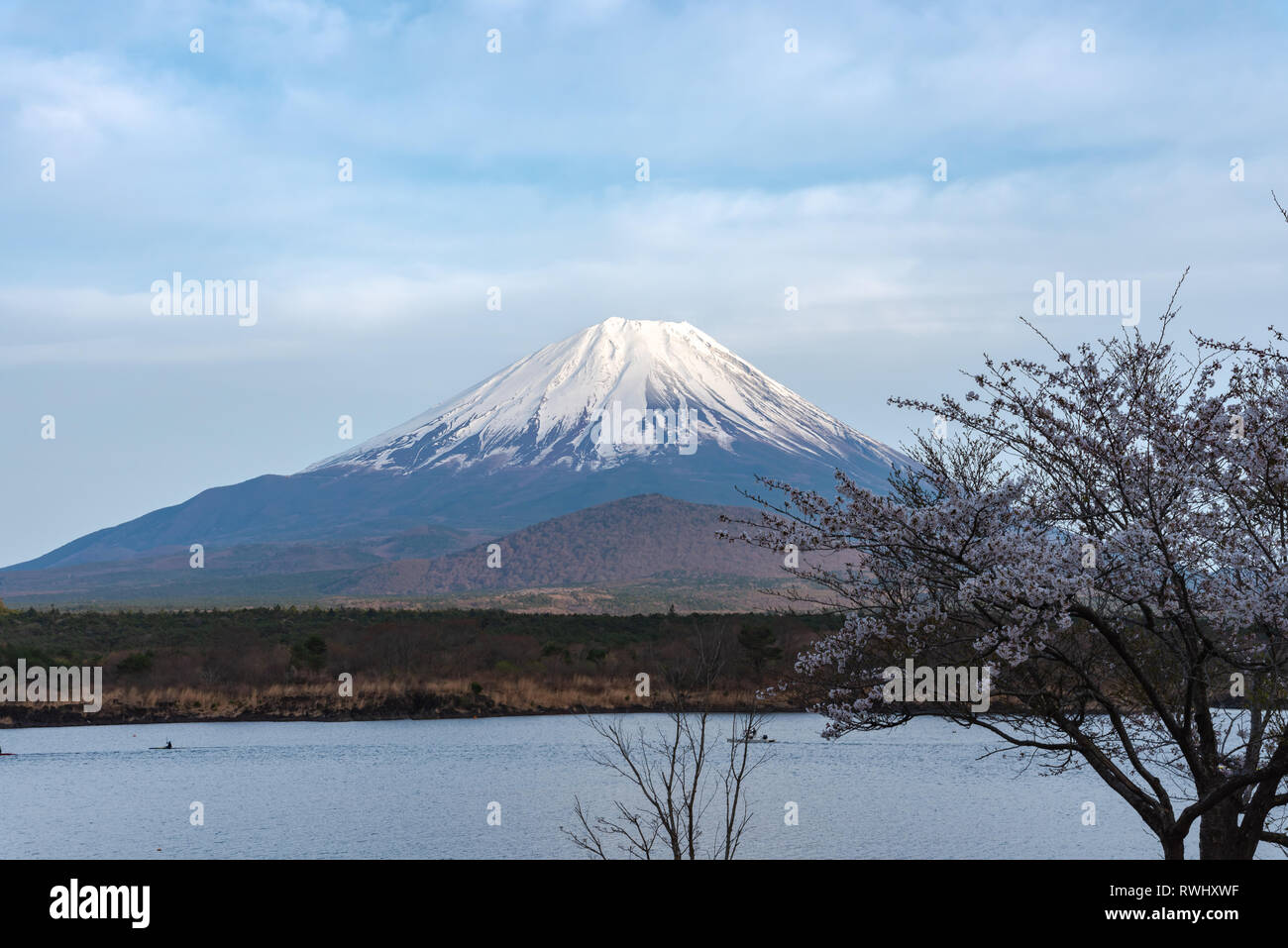 Mount Fuji or Mt. Fuji, the World Heritage, view at Lake Shoji ...