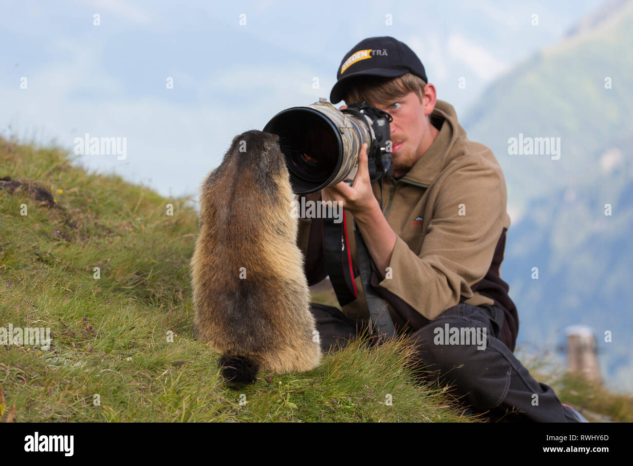 Photographer with very friendly Alpine Marmot (Marmota marmota) at the ...