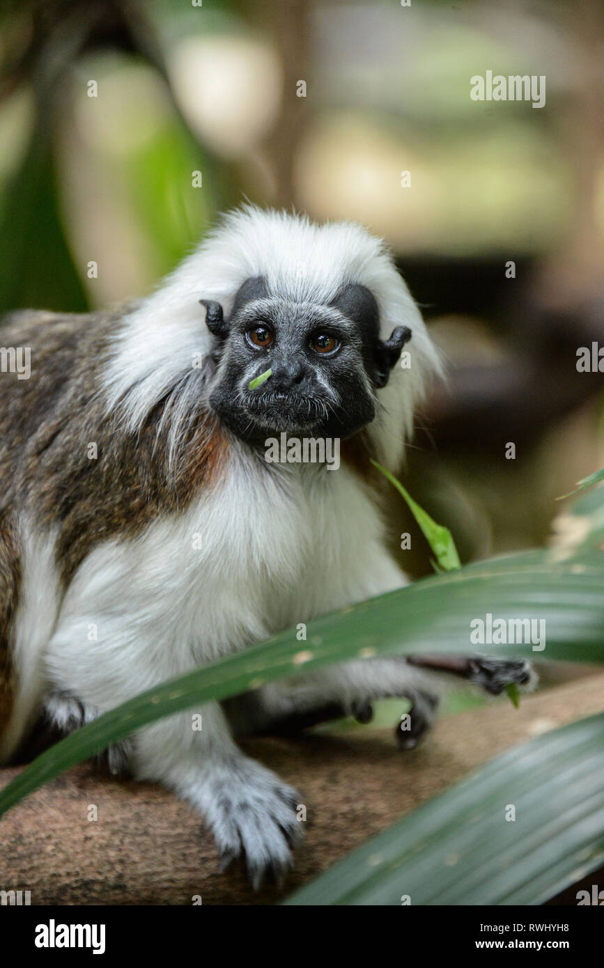 Tamarin image hi-res stock photography and images - Alamy