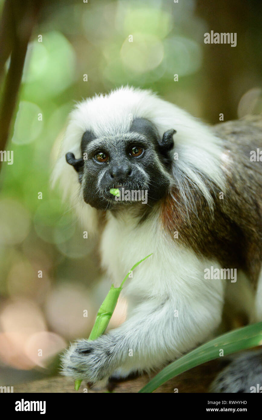 Tamarin image hi-res stock photography and images - Alamy