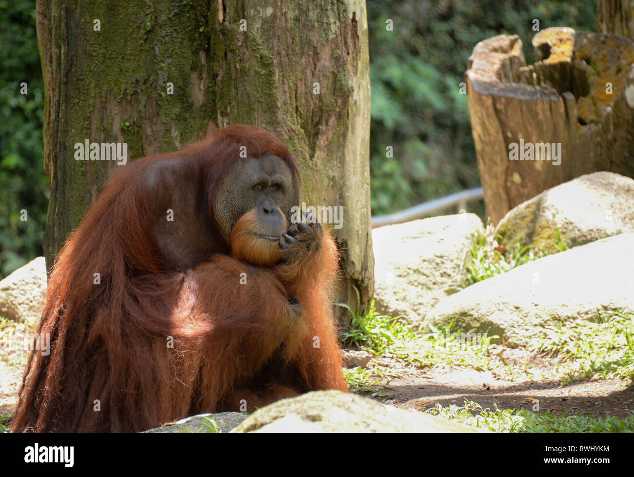 Singapore zoo orangutan hi-res stock photography and images - Alamy