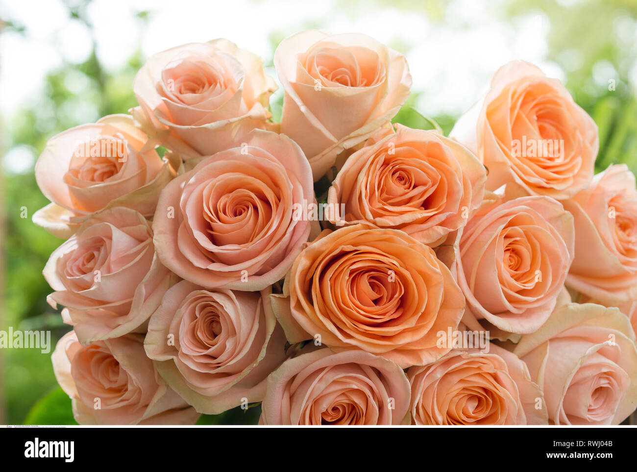 Stephanie rosa hi-res stock photography and images - Alamy