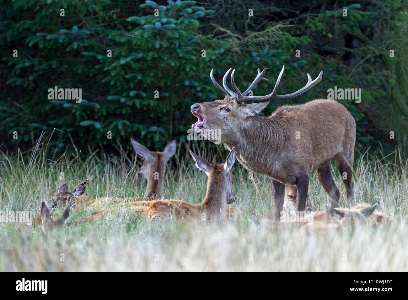 Red Deer (Cervus elaphus). Dominant stag belling amidst its harem ...