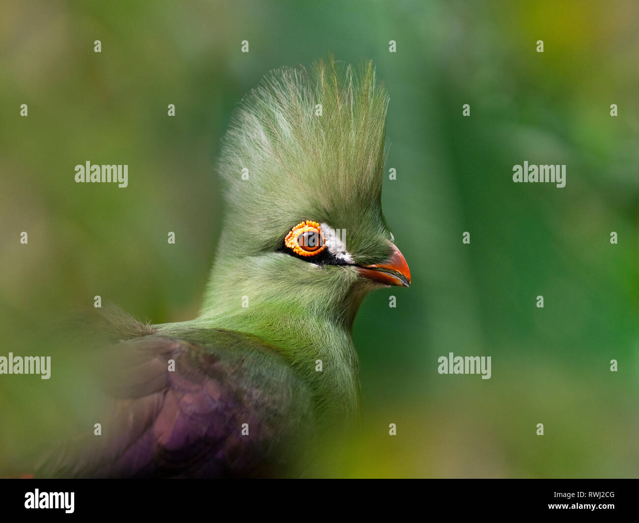 Jungle birds hi-res stock photography and images - Alamy