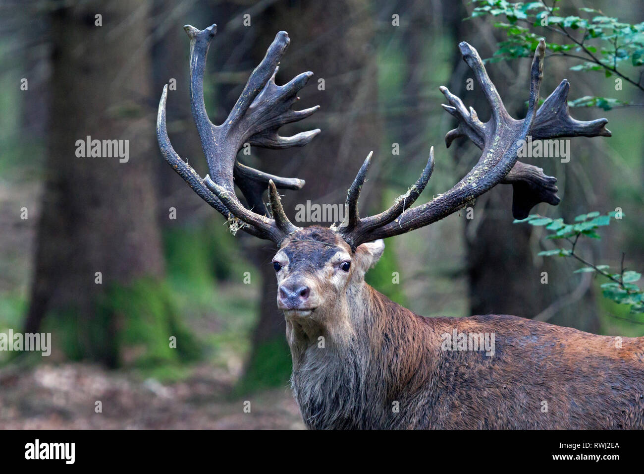 Red Deer (Cervus elaphus). Royal stag, in its lifetime one of the ...