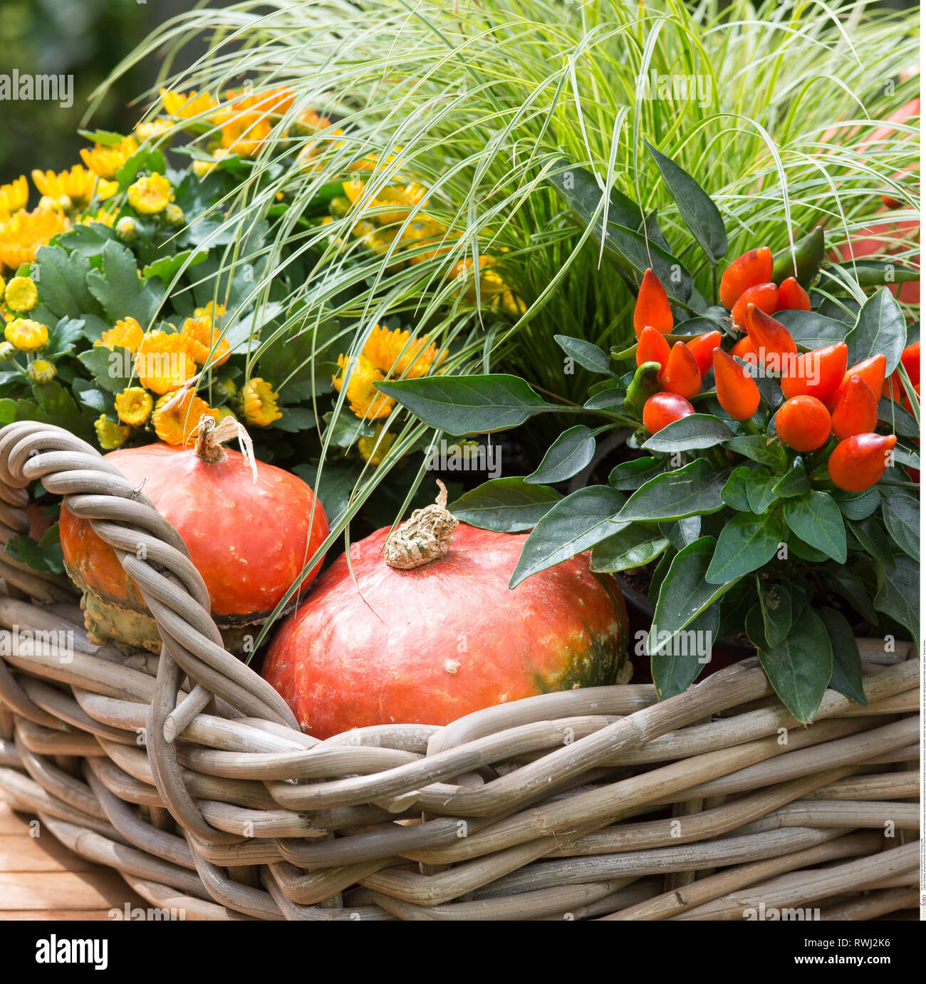 botany, decorated basket with flowers and fr, Caution! For Greetingcard ...