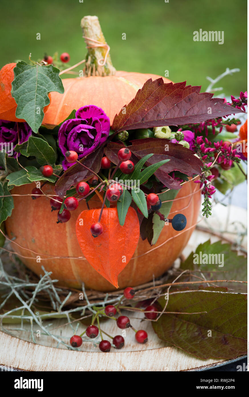 botany, stick empty pumpkin, Caution! For Greetingcard-Use / Postcard ...