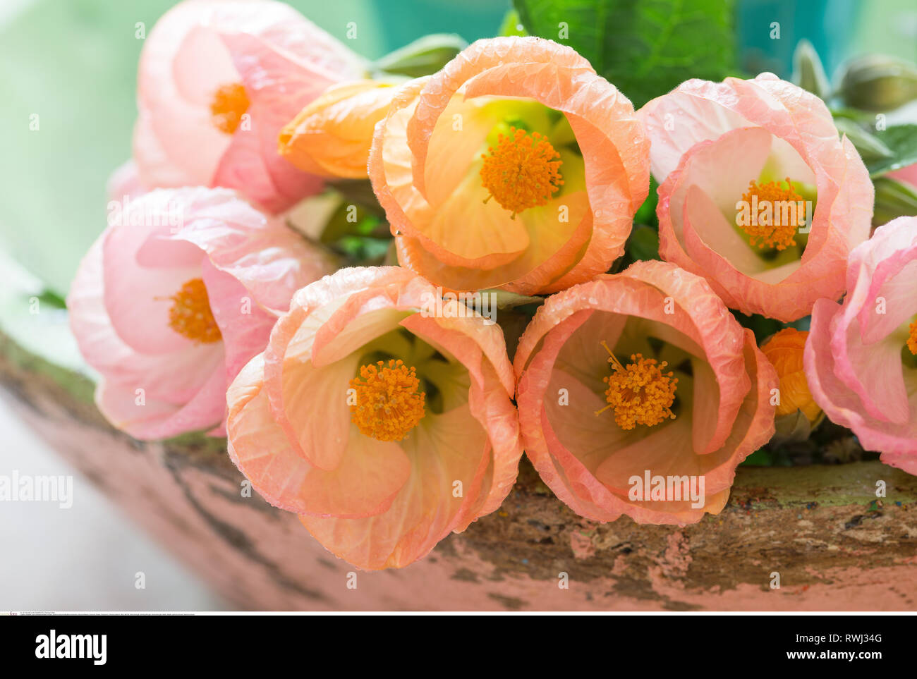 botany, apricot-coloured Abutilon blossoms, Caution! For Greetingcard ...