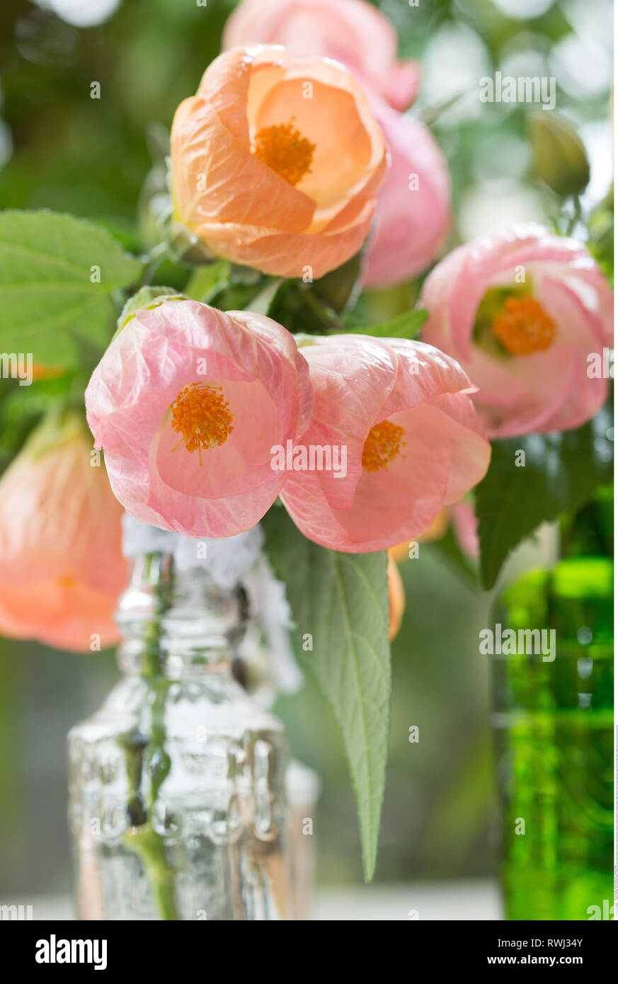 Apricot Coloured Flowers High Resolution Stock Photography and Images ...