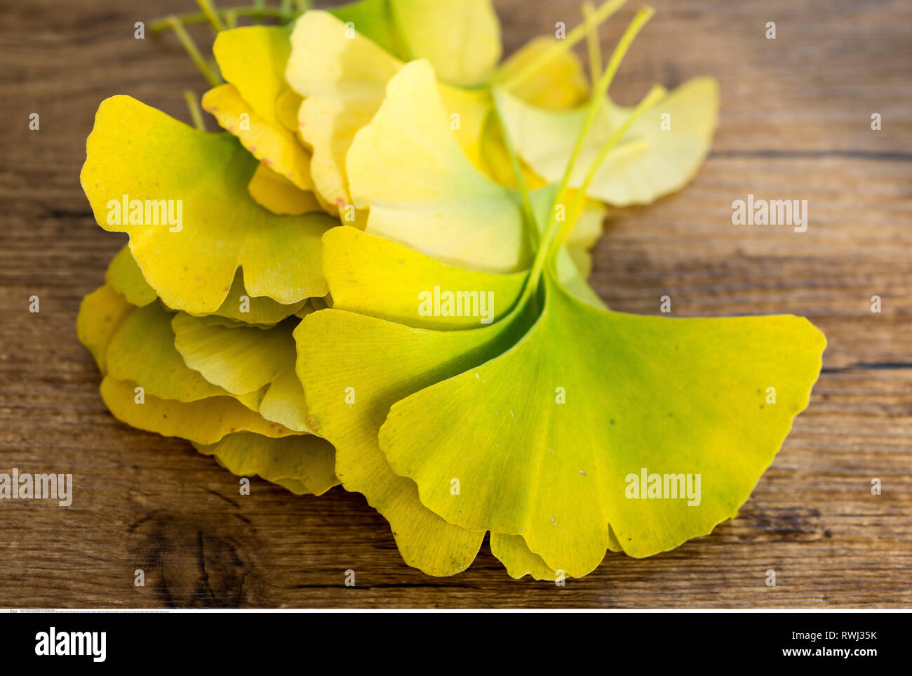 Gingko Leaves High Resolution Stock Photography and Images - Alamy