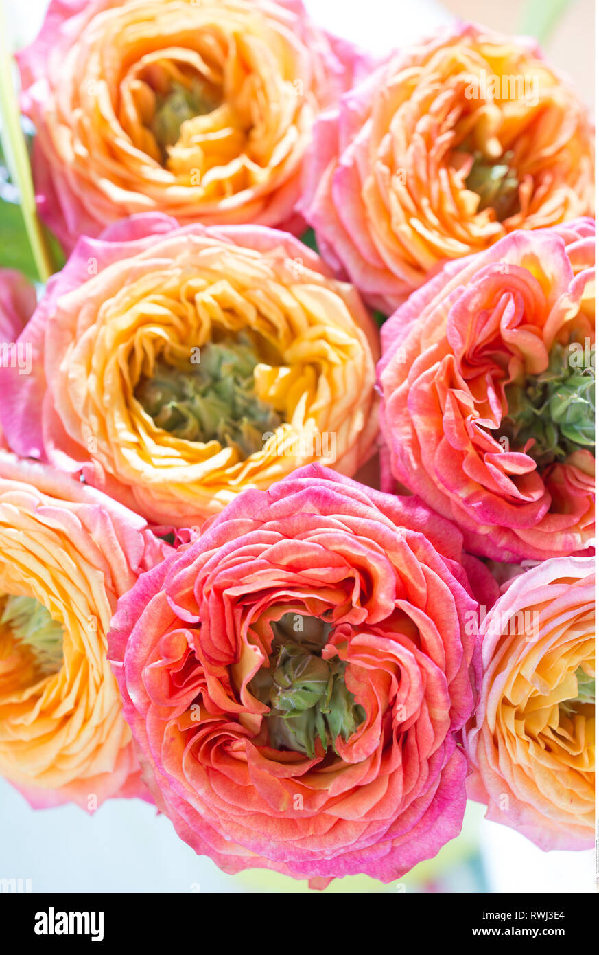 botany, Multicloured rose "Houdini', Caution! For Greetingcard-Use ...