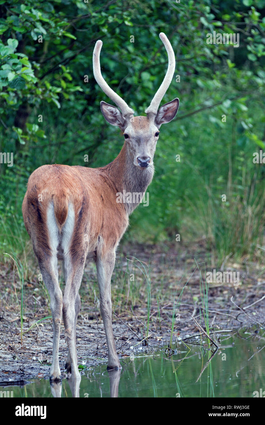 Red Deer Cervus elaphus Brocket with velvet covered antlers on the edge of a pond. Germany Stock Photo Alamy