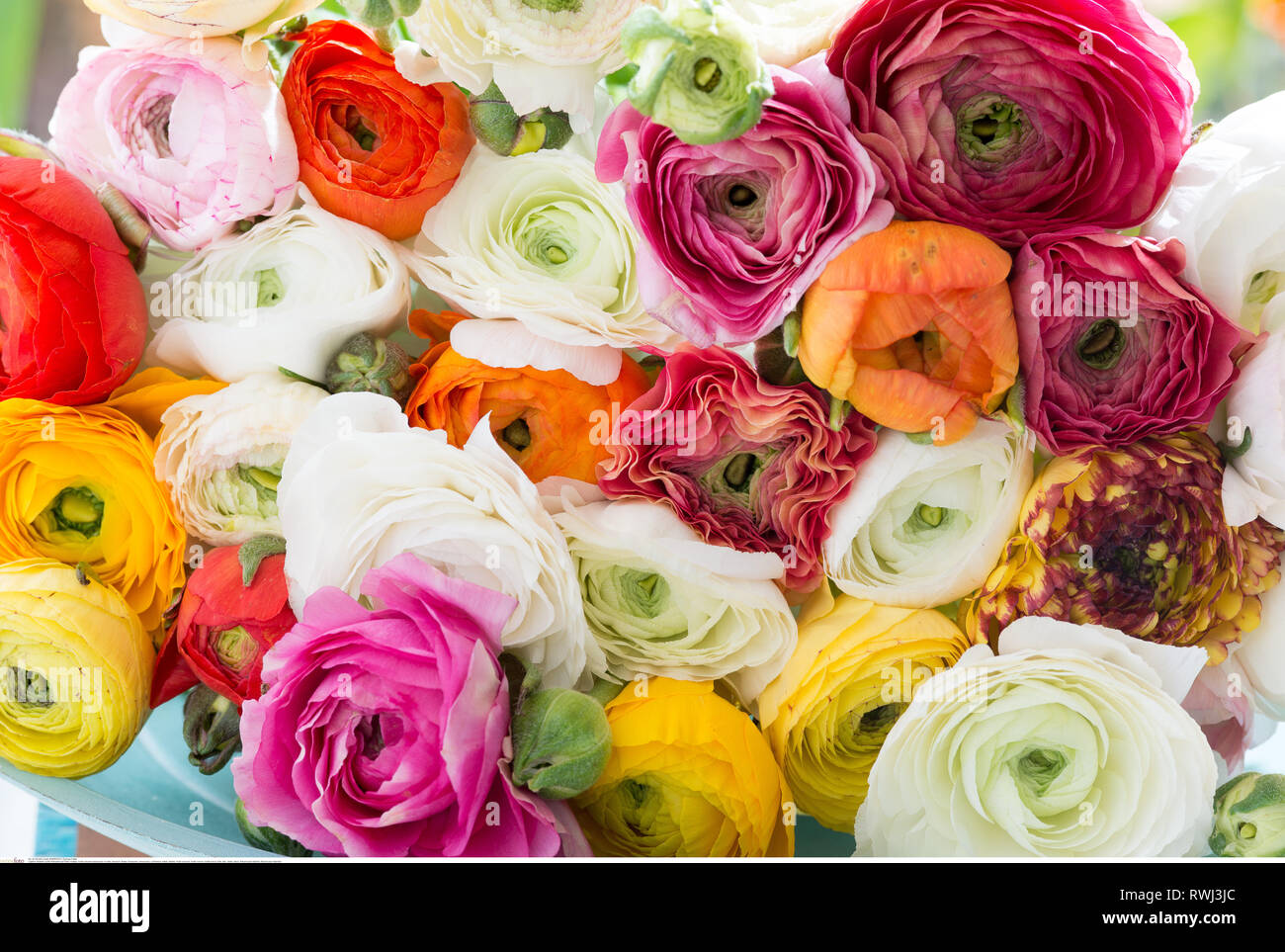 Ranunculus hybride hi-res stock photography and images - Alamy