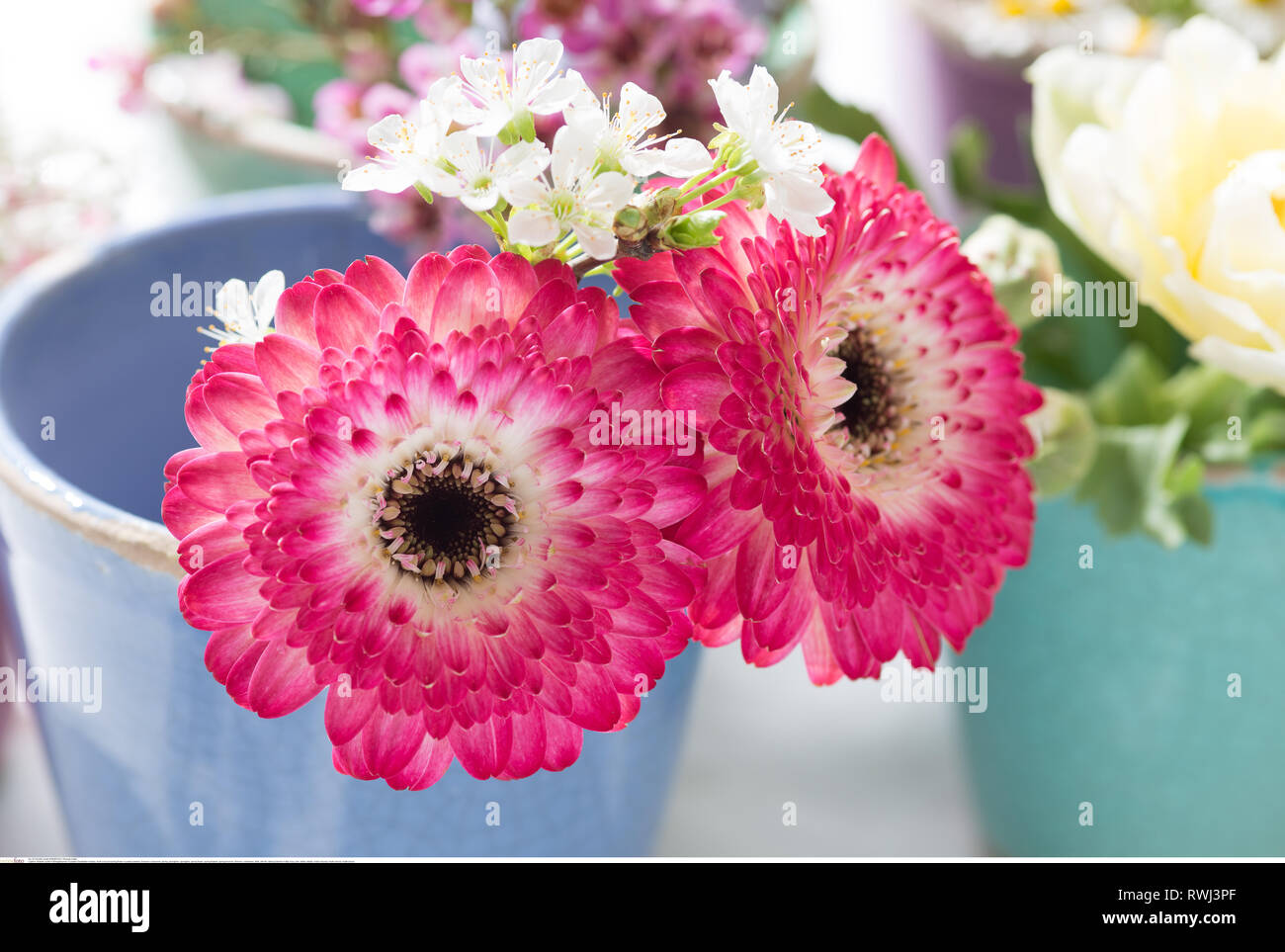 Germini flower hi-res stock photography and images - Alamy