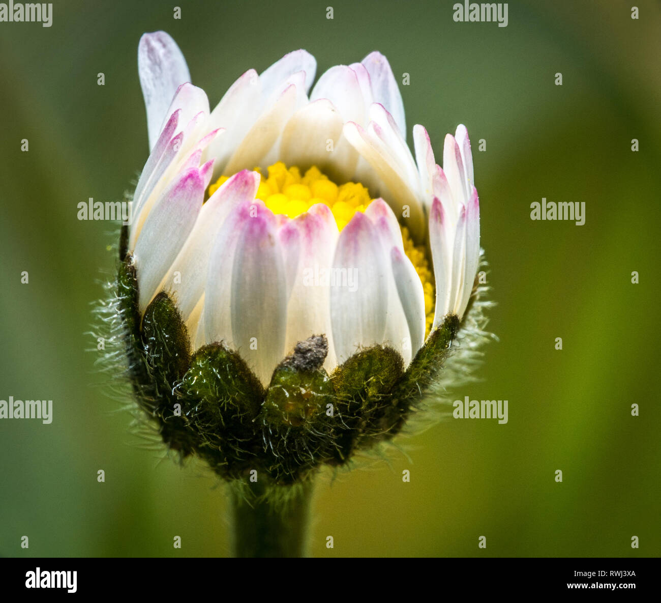 Little daisy hi-res stock photography and images - Alamy