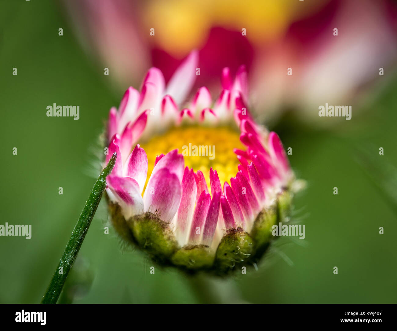 Little daisy hi-res stock photography and images - Alamy