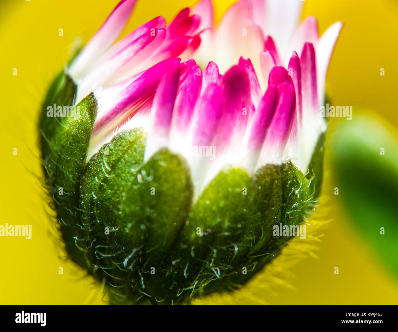 Little daisy hi-res stock photography and images - Alamy