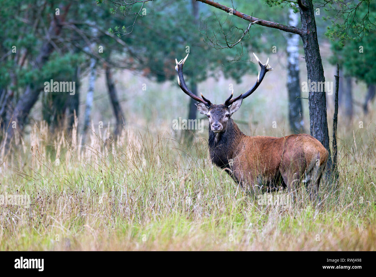Red deer, germany hi-res stock photography and images - Alamy