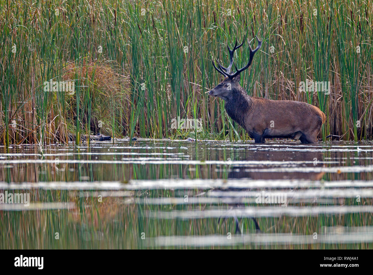 Stag standing in the water hi-res stock photography and images - Alamy