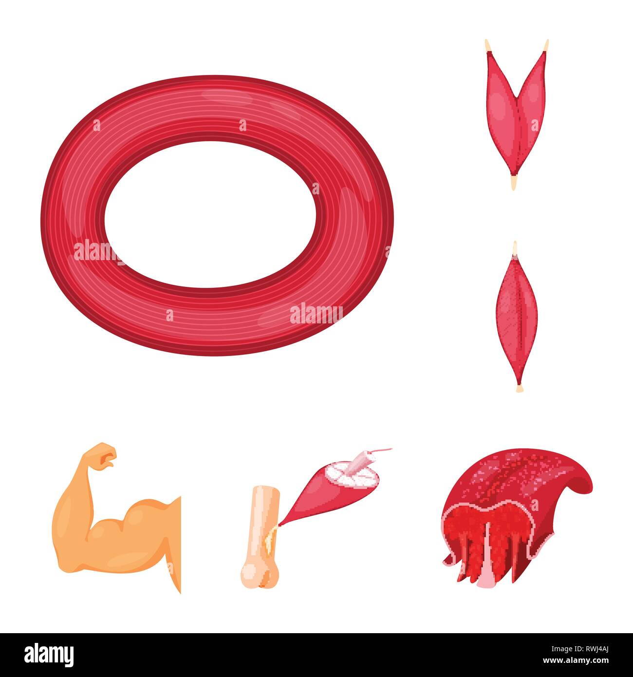 Isolated object of muscle and cells icon. Set of muscle and anatomy ...