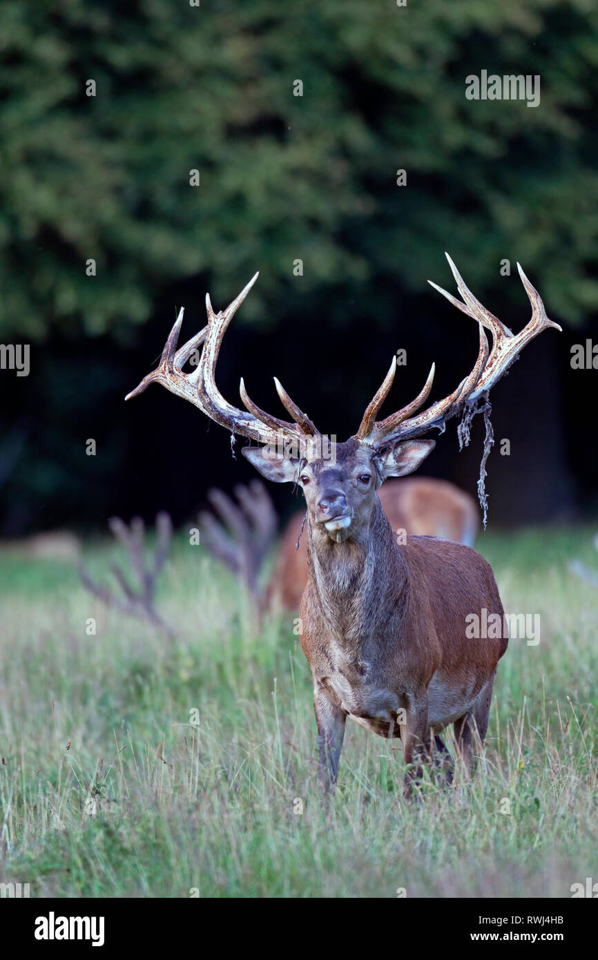 Shedding velvet hi-res stock photography and images - Alamy
