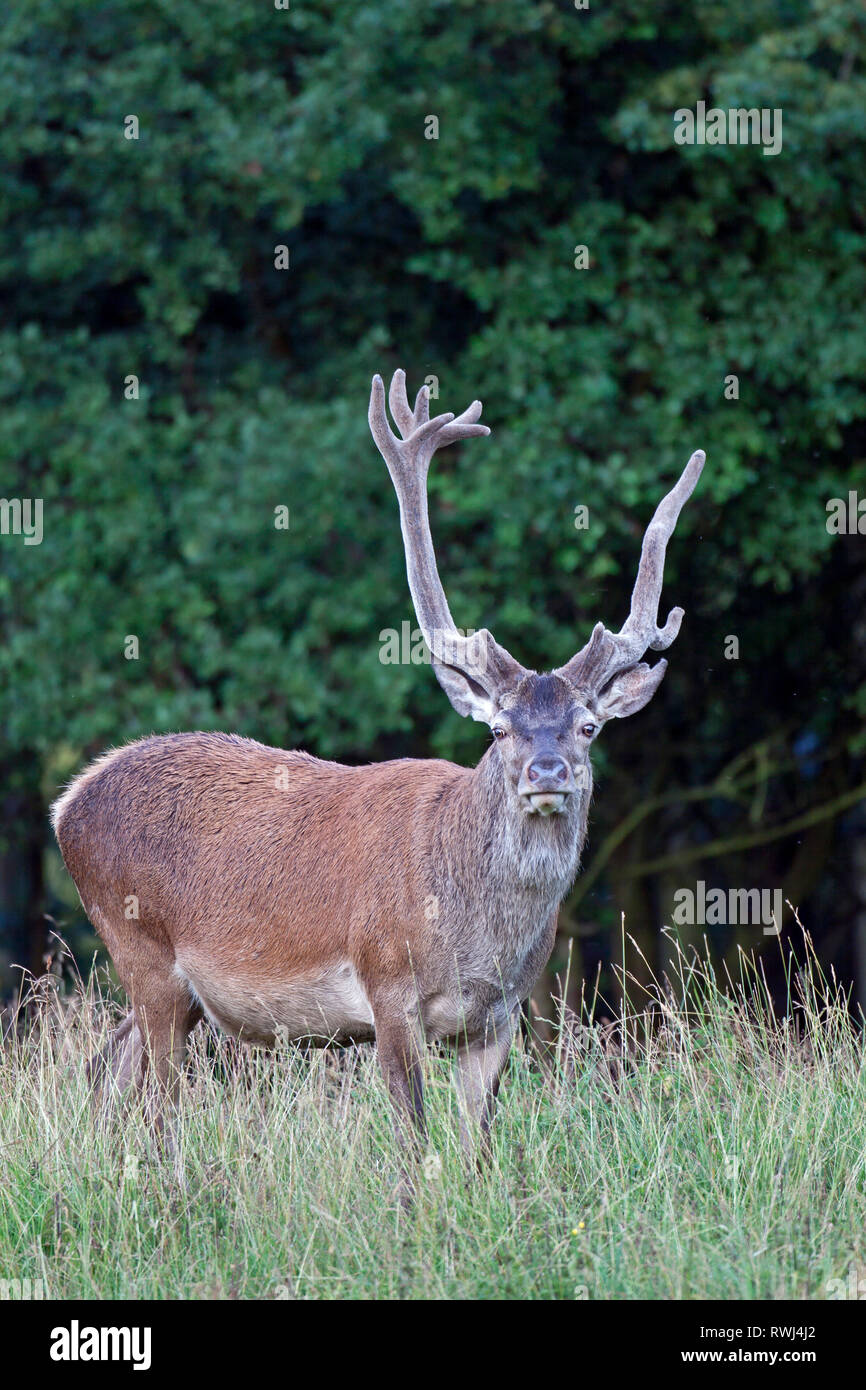 Abnormal antler hi-res stock photography and images - Alamy