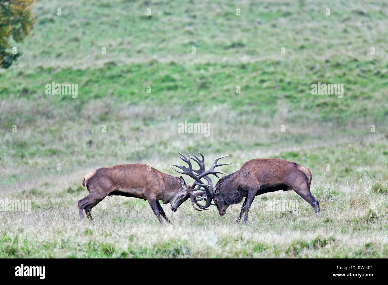Stags Fighting High Resolution Stock Photography and Images - Alamy