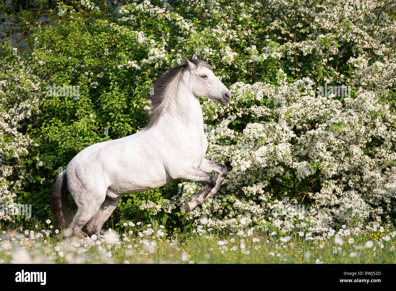 Rearing andalusian horse hi-res stock photography and images - Alamy
