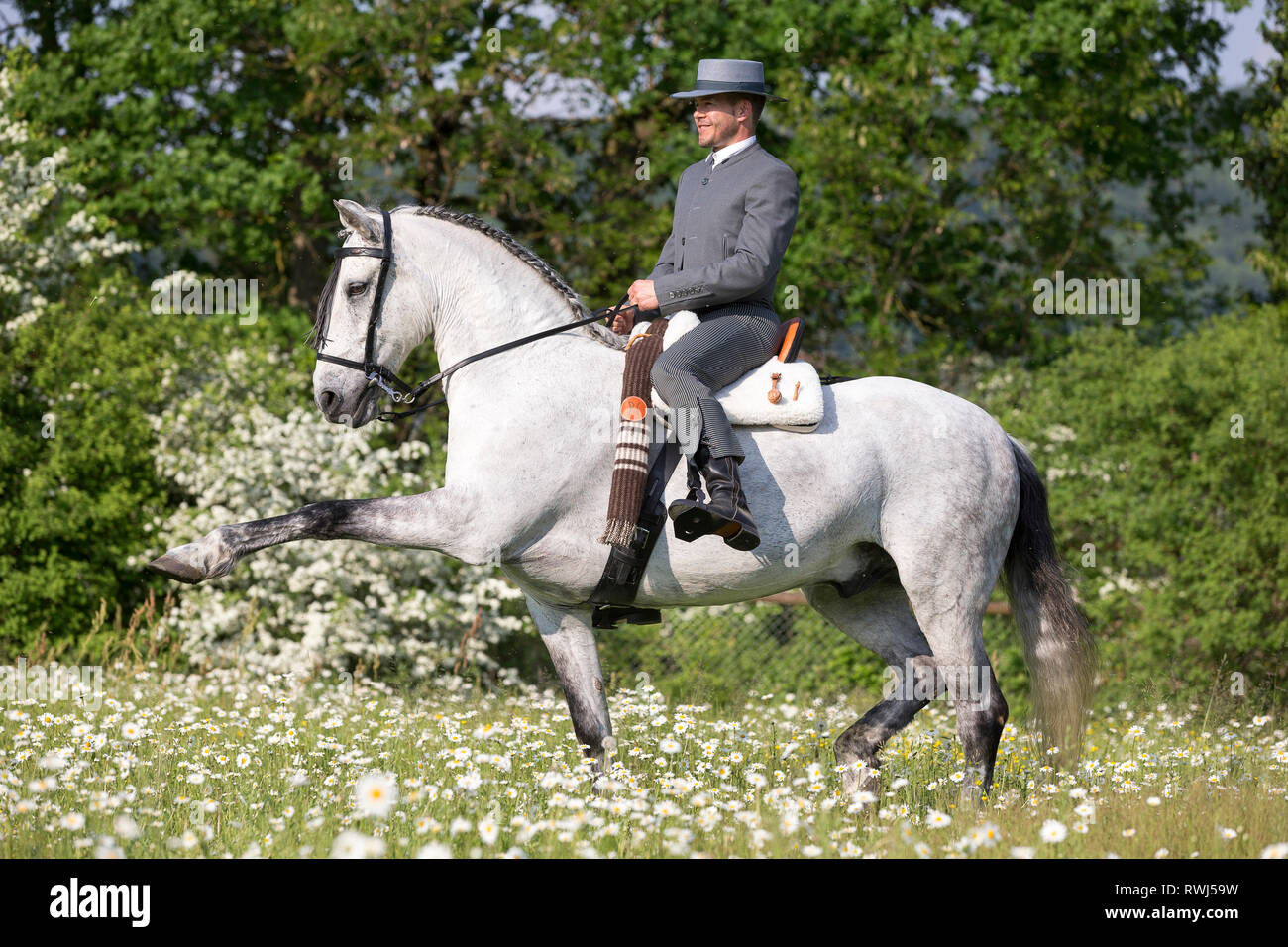 Pure Spanish Horse, Andalusian. Blind gelding performing a Spanish Walk ...